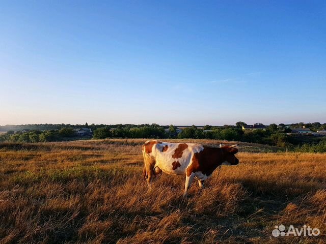 Продам корову