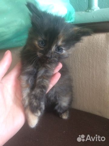 Котя ищет дом