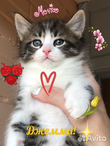 Котёнок Джемма ищет дом