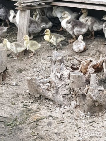 Продаю гусят