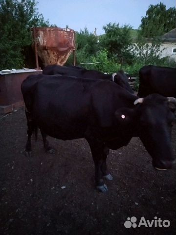 Продаю дойных коров