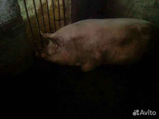 Кабан и свиноматка