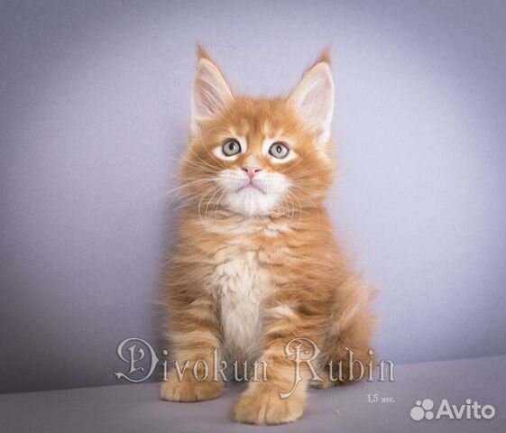 Котик мейн-кун Рубин окрас красный мраморный (d22)