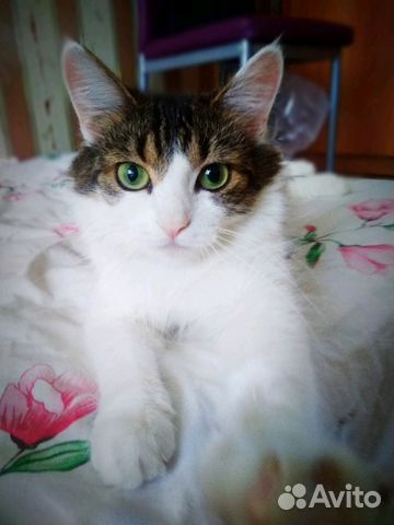 Молодая кошечка