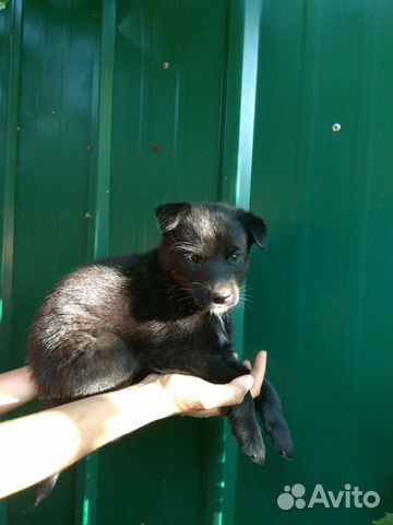 Щенок в добрые руки