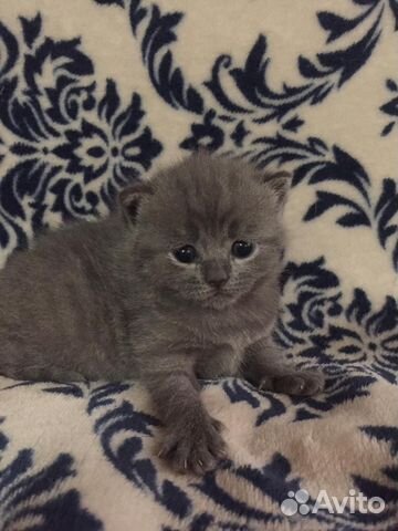 Британские котята