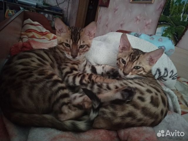 Котята Бенгальские