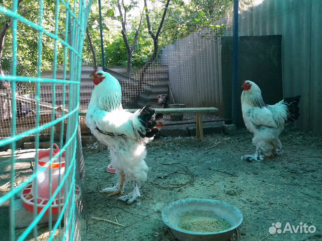 Петух брама