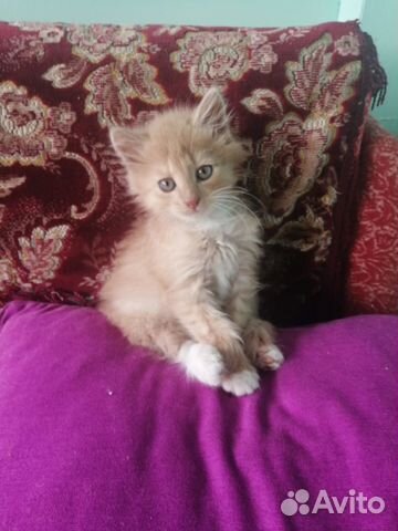 Рыжий котёнок мальчик, 2 месяца