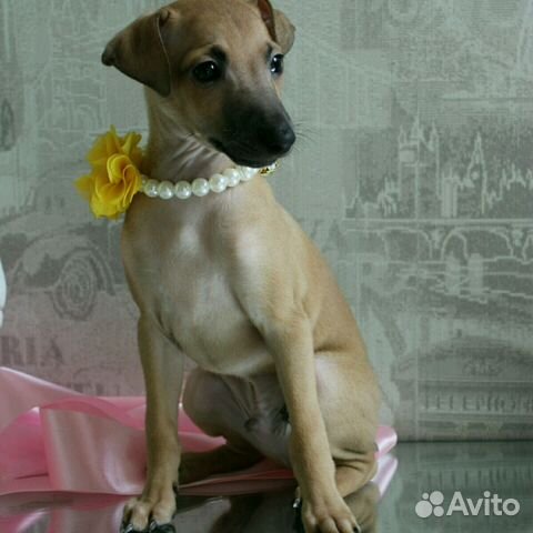 Щенок левретки, мальчик 2 месяца