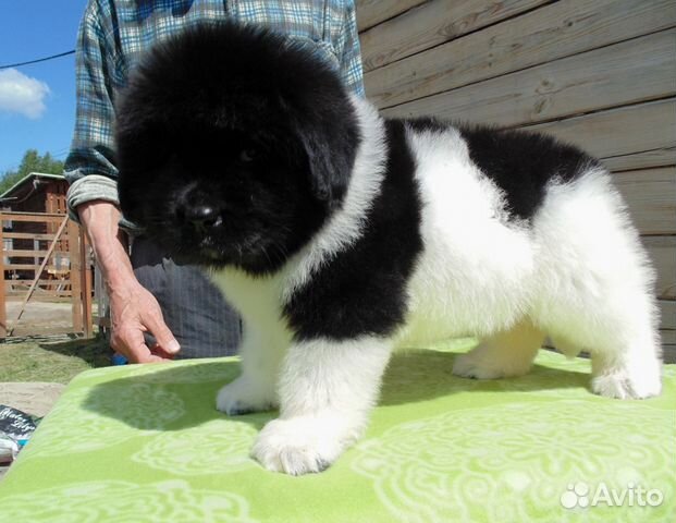 Плюшевые Медвежата Ньюфики: