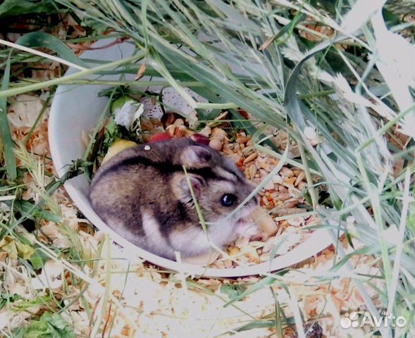 Джунгарский хомяк и клетка-вольер