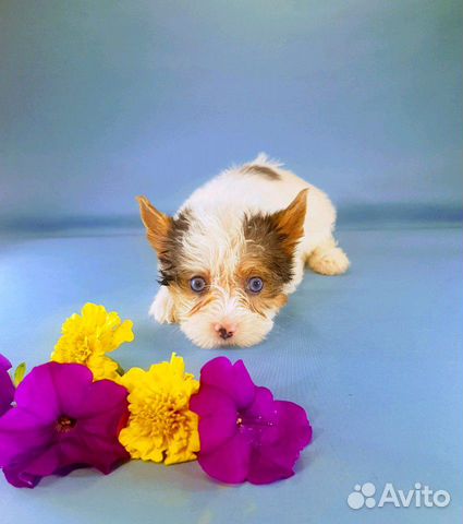 Голубоглазая девочка стандарт