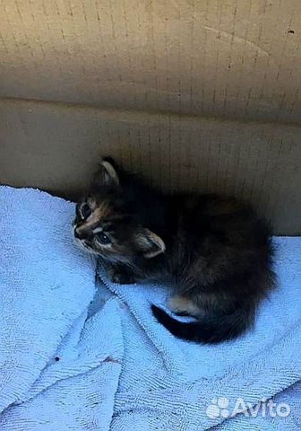 Комочек счастья