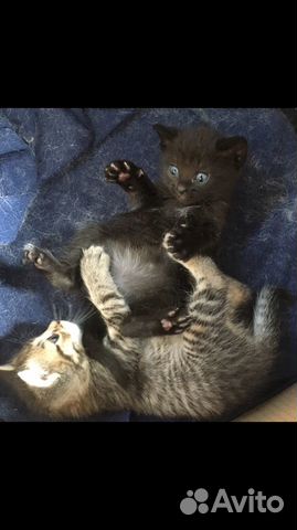 Бесплатно котята Помесь Доставка