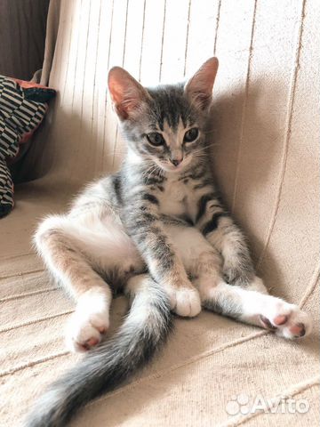 Котенок в добрые руки