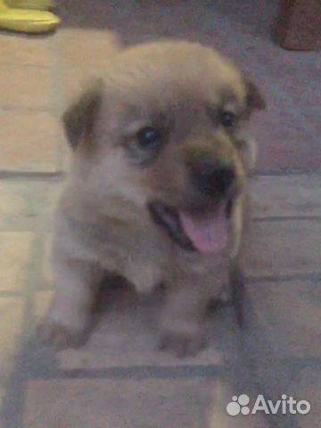 Щенята в добрые руки