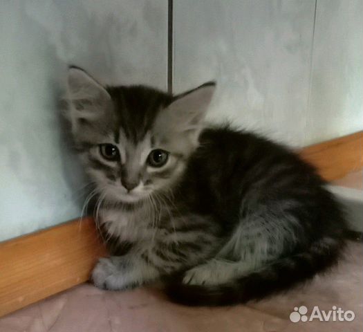 Кошечка красоточка британочка на половину