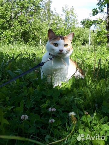 Кошечка,в самые заботливые руки