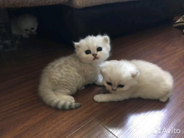 Котята британской серебряной шиншиллы