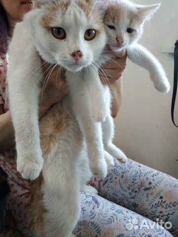 Шикарный, мордастый котёнок)