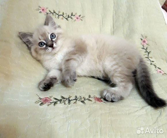 Котенок сиамский полукровка