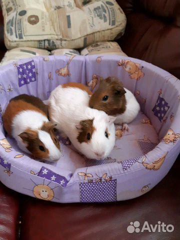 Морская свинка