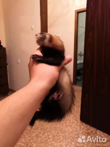 Продаю хорька
