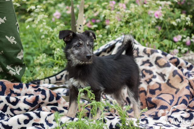 Очень смелый и умный щеночек