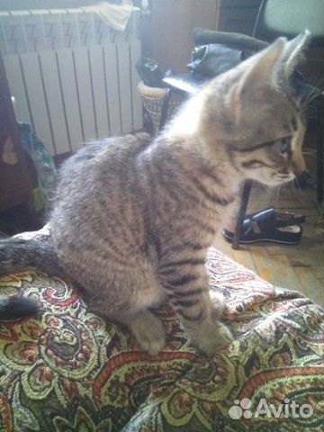 Отдам милого котеночка