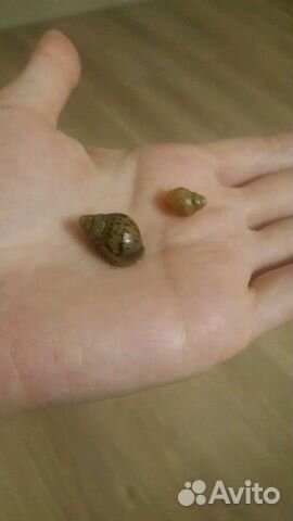 Малыши улиток Ахатин