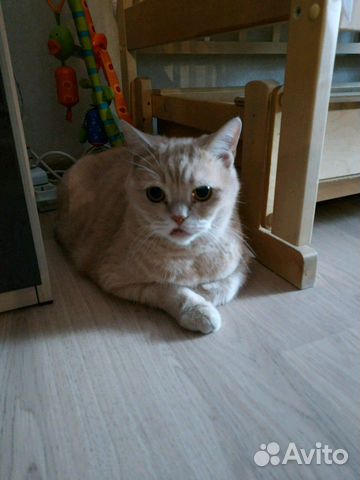 Отдам кота в хорошие руки