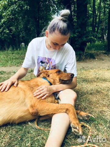 Рыжик ищет дом, собака в добрые руки