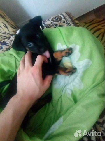 Щенок такса помесь