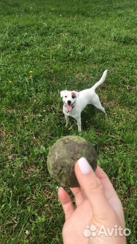 Вязка Парсон Рассел Терьер