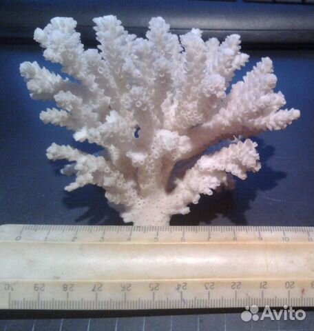 Коралл морской натуральный
