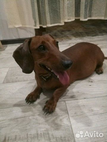 В добрые руки