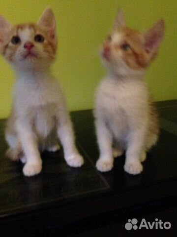 Двое из лорца, одинаковы с лица