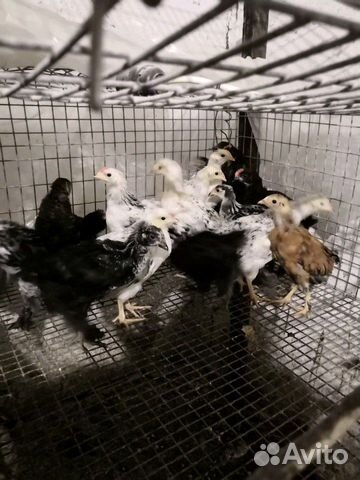 Цыплята несушки, возраст 1 месяц