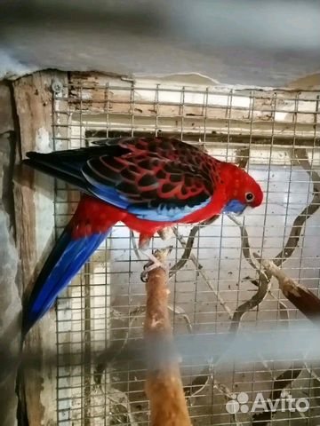 Королевская пенантная розелла