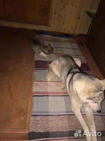 Хаски сибирские