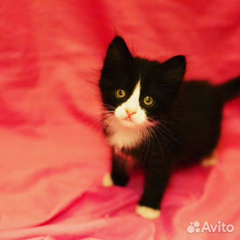 Котёнок Чип