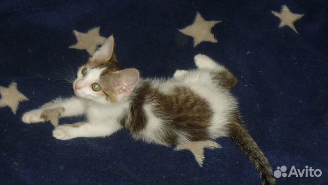 Ласковая ручная киска, котенок, два месяца