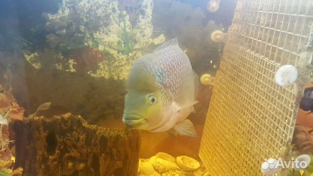 Цихлазома Флауэр Хорн