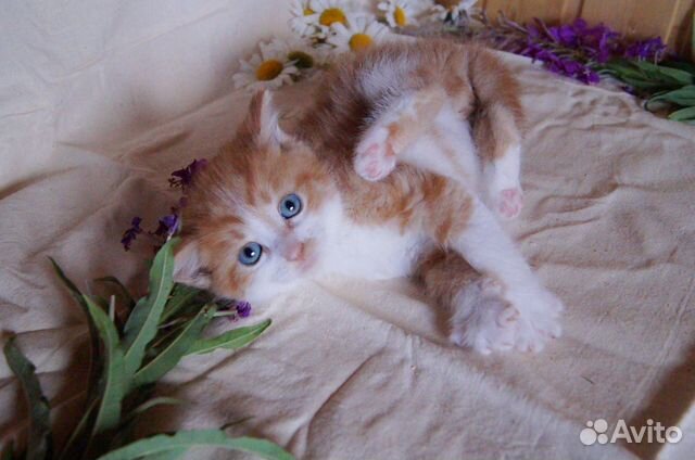 Цветочные котятки в надежные ручки