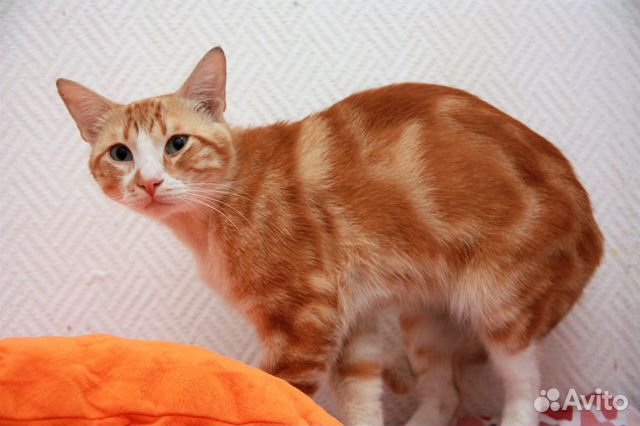 Супер котик в дар