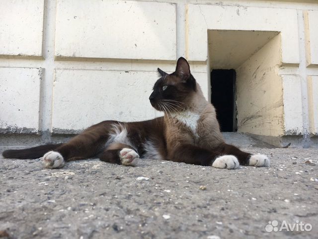 Найдена сиамская кошечка (или котик)