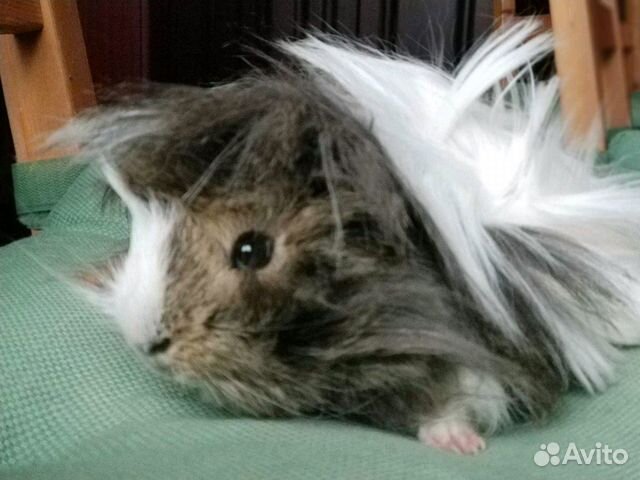 Морская свинка