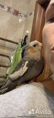 Птенец кореллы, самец, 10.03.2019