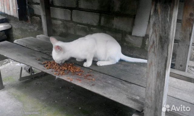 Отдам котенка